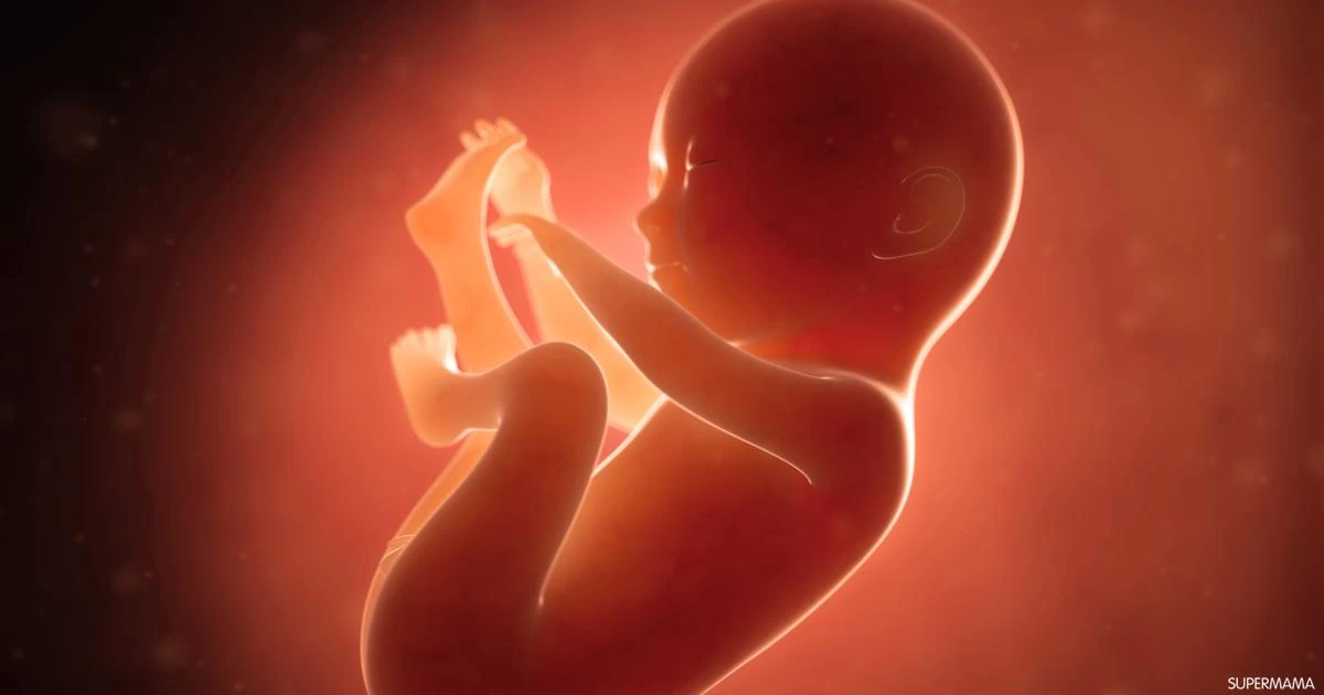 جنينك في الشهر السادس | سوبر ماما